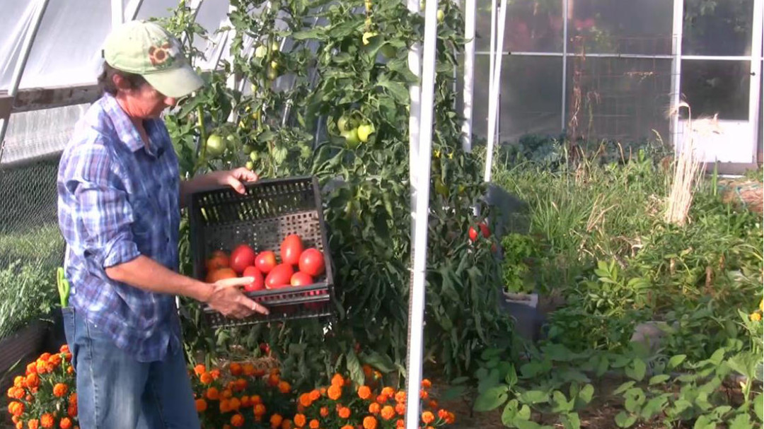 Lower and Lean Tomato Technique: Tomato Trellis Part 2